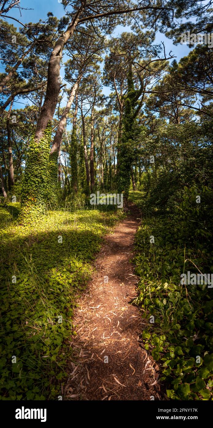 Perspective view of path across beautiful green forest on a bright ...