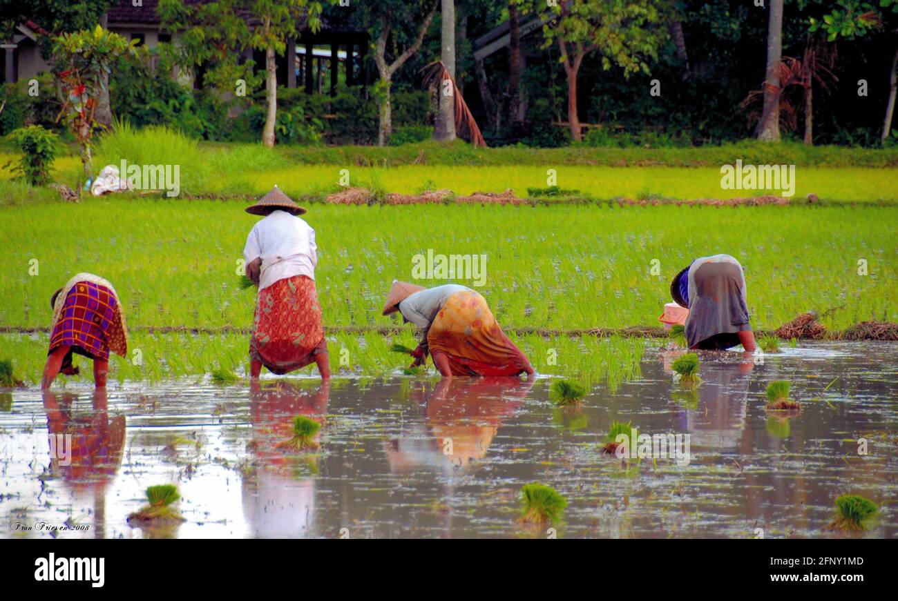 Rice farming in bali hi-res stock photography and images - Alamy