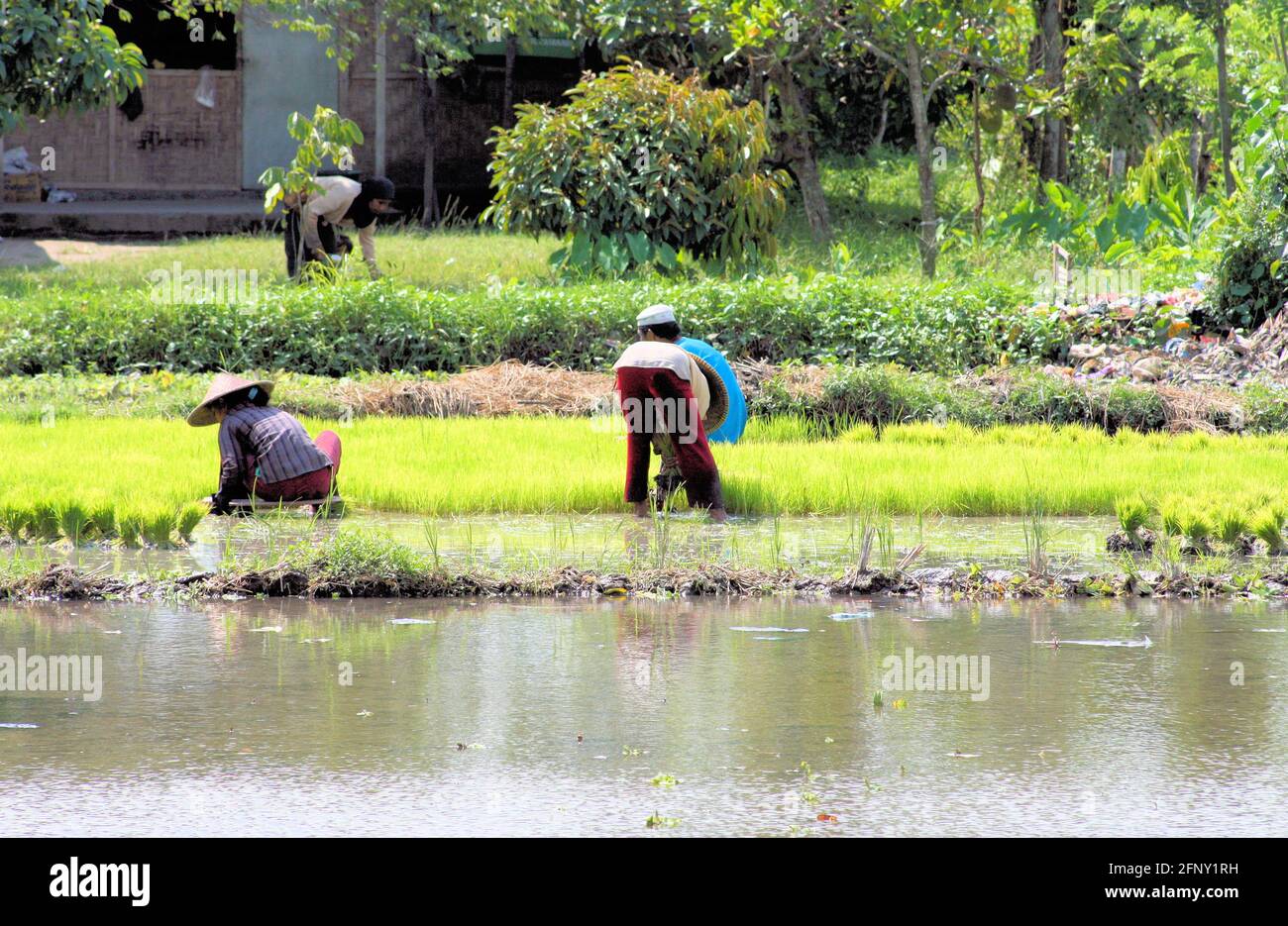 Indian rice farming hi-res stock photography and images - Alamy