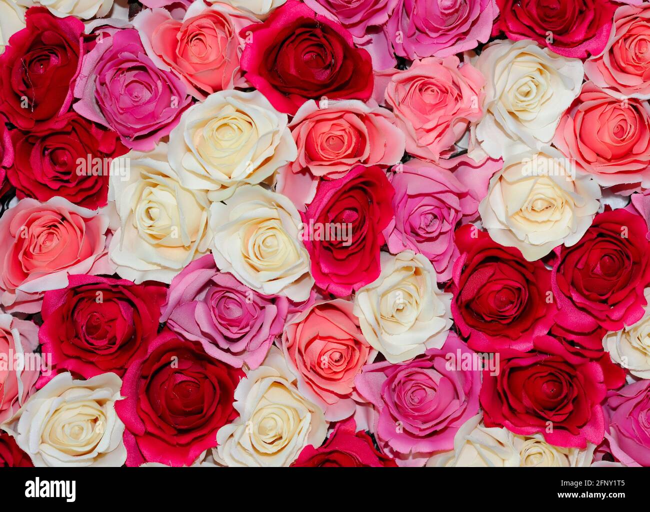 Beautiful Wall of Roses Stock Photo - Alamy