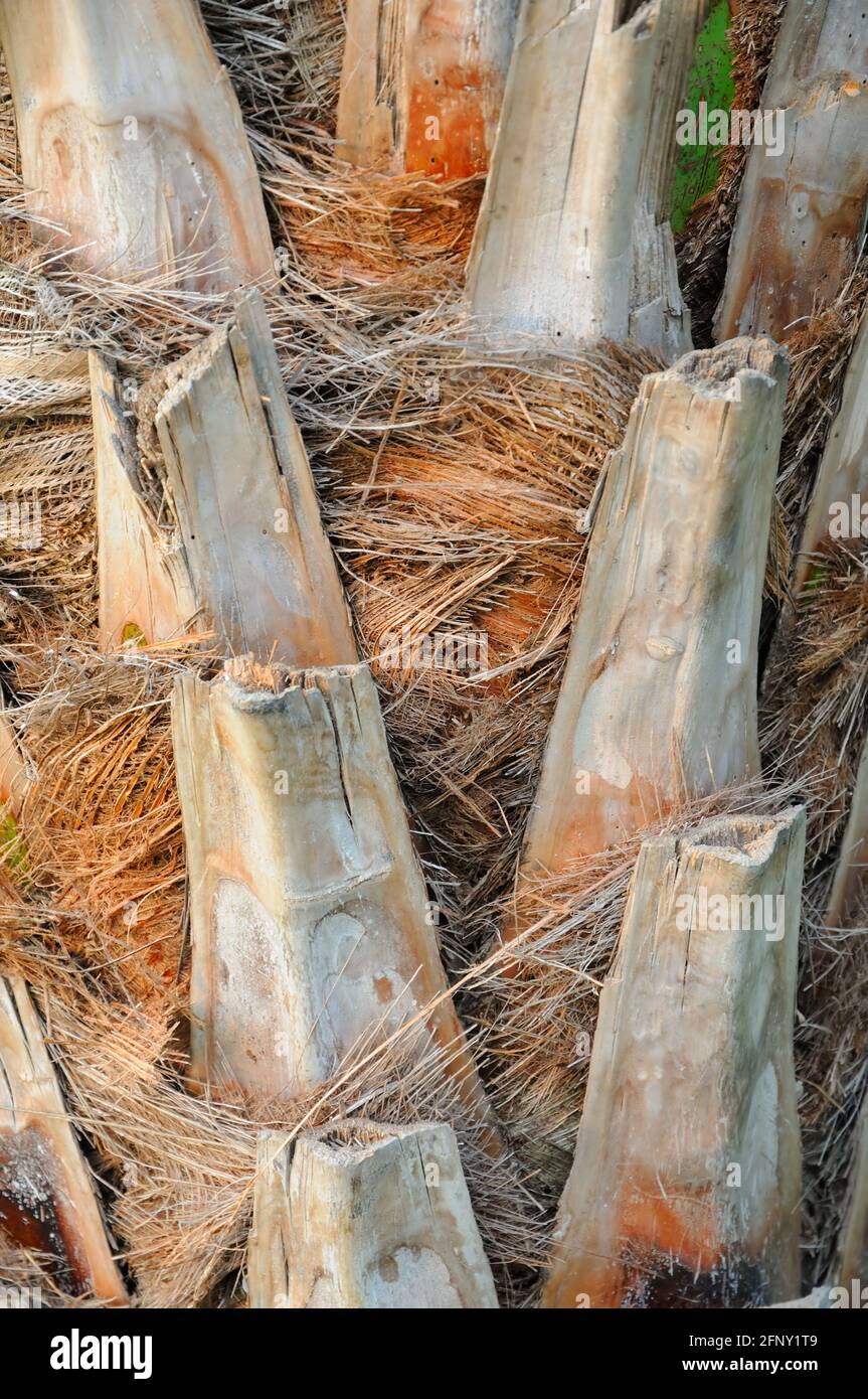 Details of a Palm Tree Trunk Stock Photo - Alamy