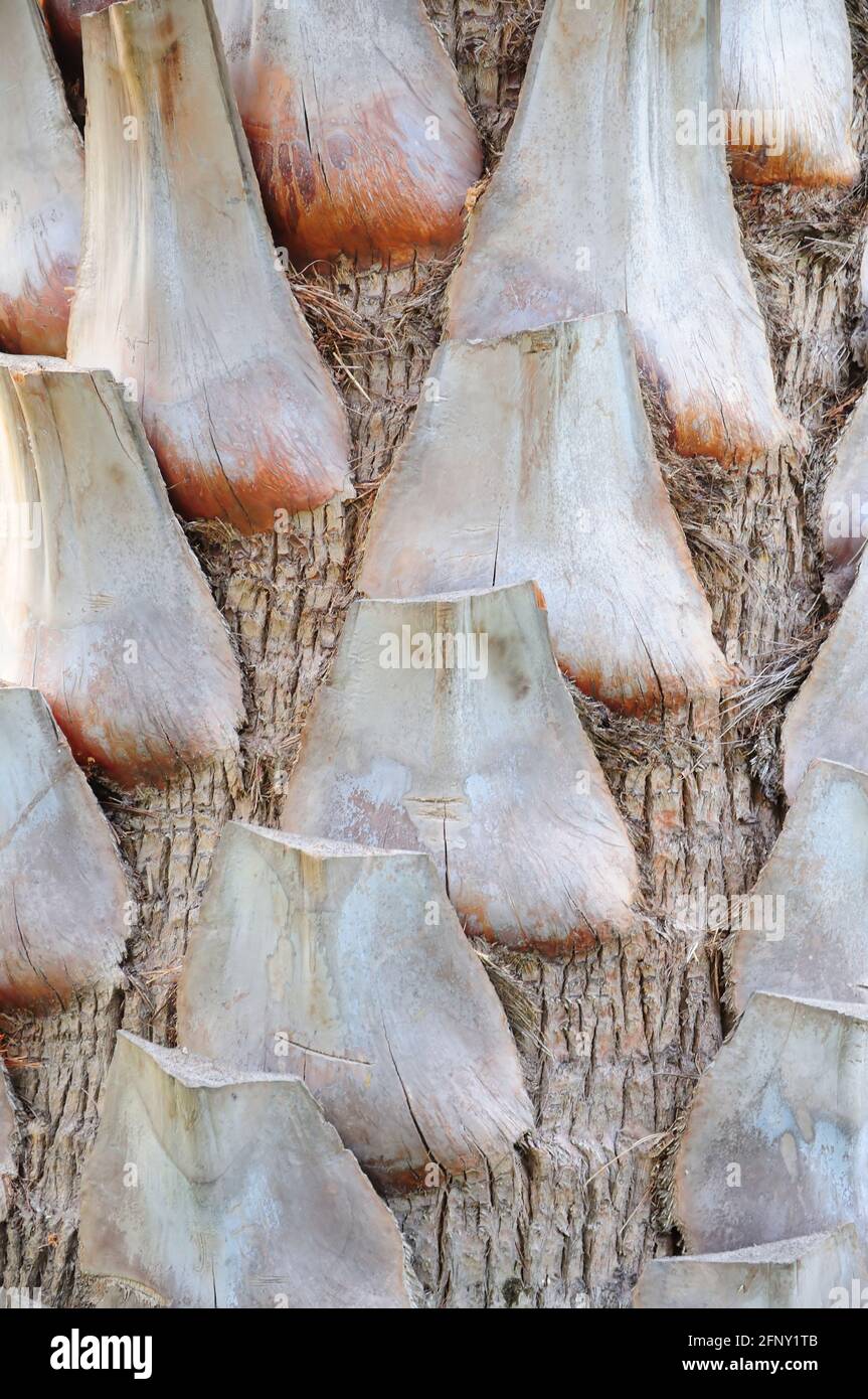 Details of a Palm Tree Trunk Stock Photo - Alamy