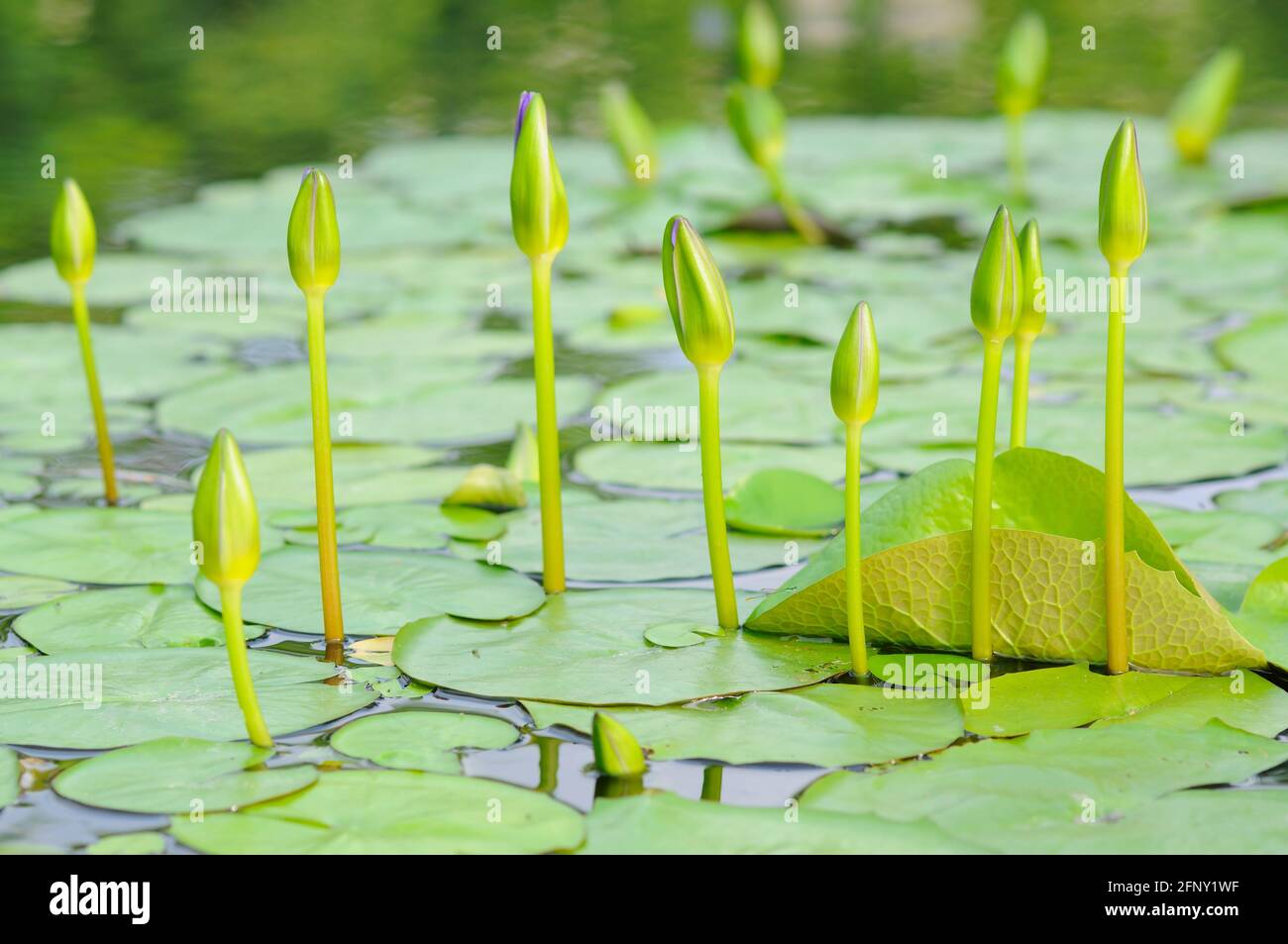Lily buds hi-res stock photography and images - Alamy