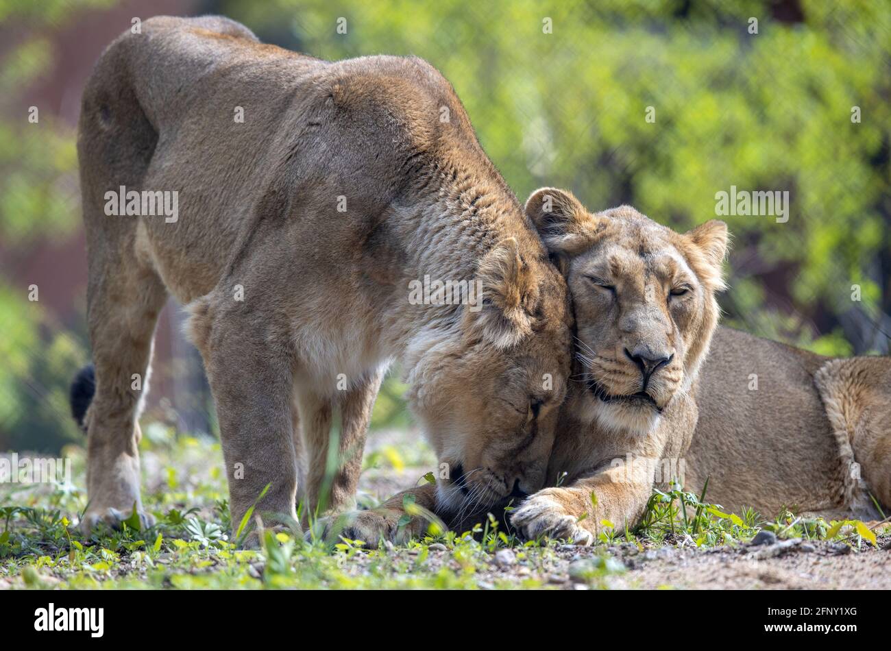 Two Year Old Lion High Resolution Stock Photography and Images - Alamy