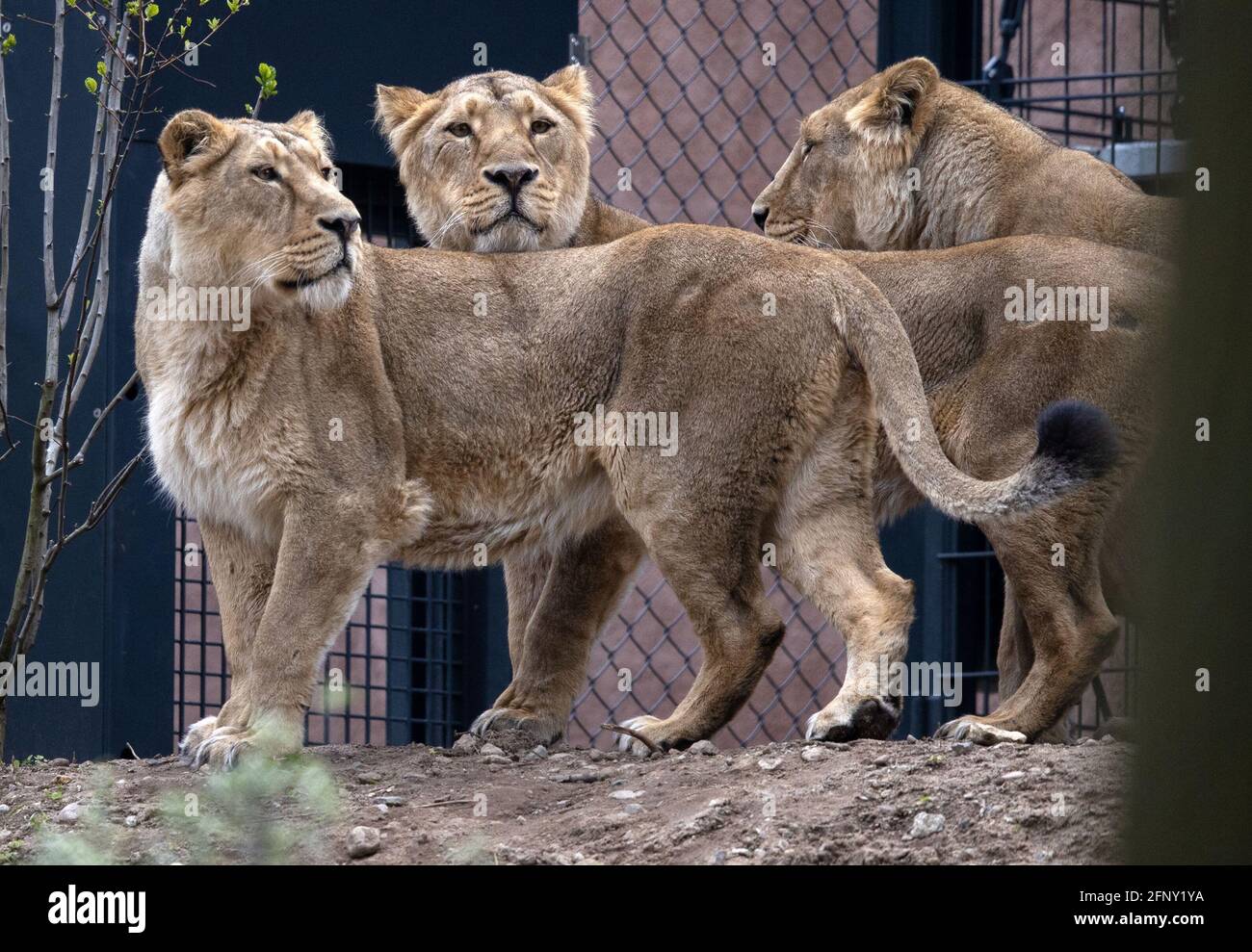 Lion Subspecies List
