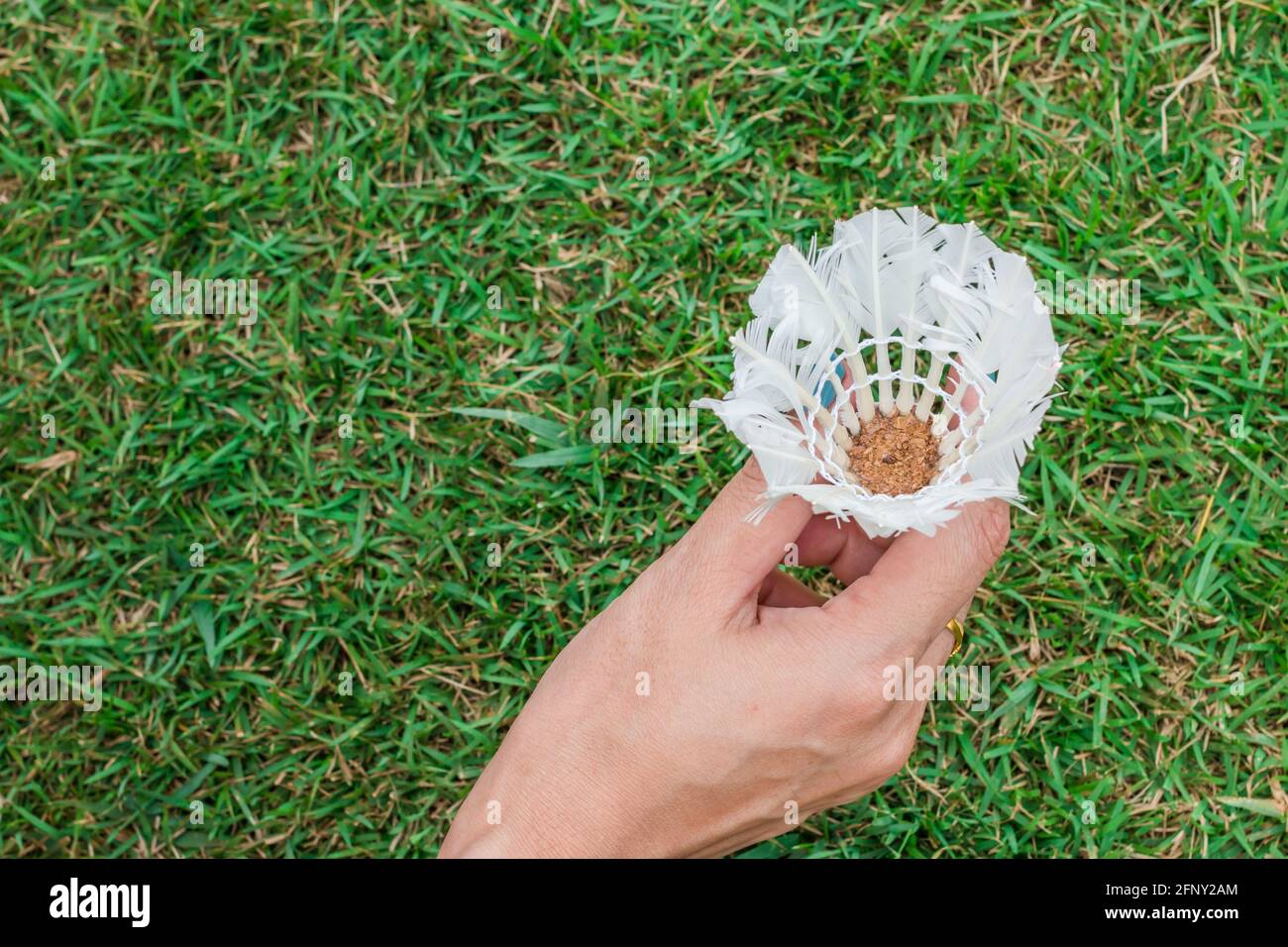 Female hand hold shuttlecock ,Badminton ball on green grass background ...