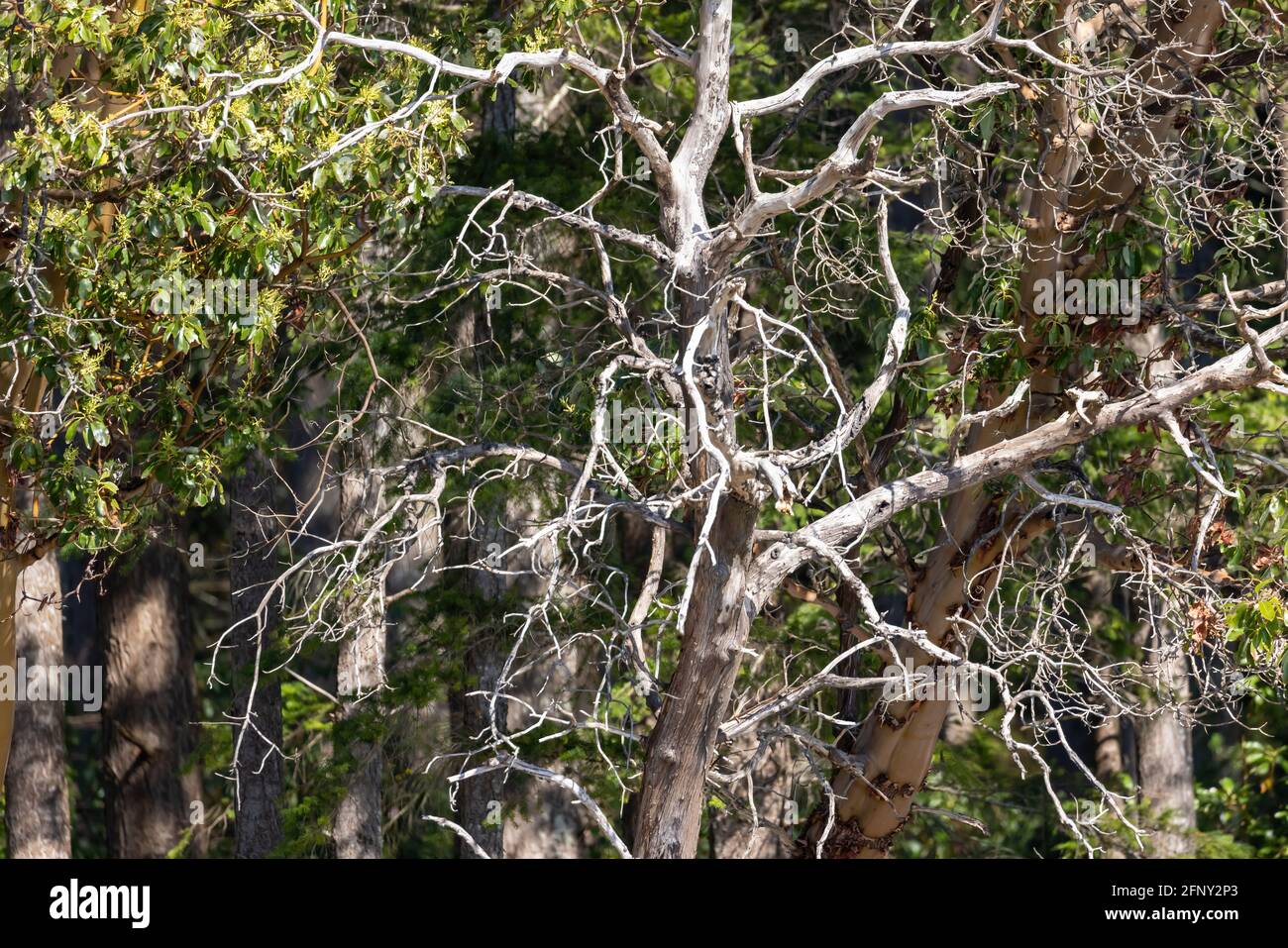 Trunk of madrona tree hi-res stock photography and images - Alamy
