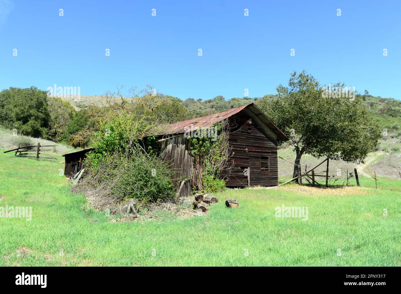 Old abandoned wooden barn overgrown by shrubs and trees. Green grass ...