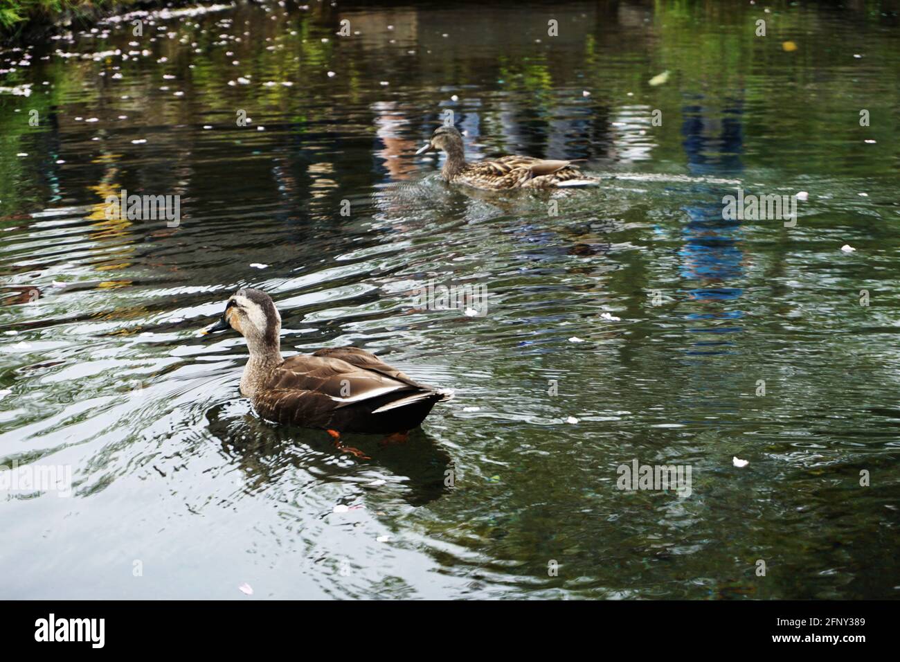 Black white rubber duck floating hi-res stock photography and images ...