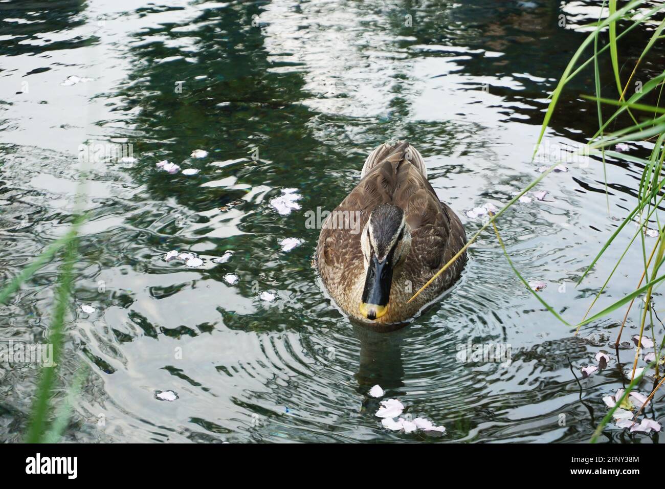 Duck Swimming in the water Stock Photo - Alamy