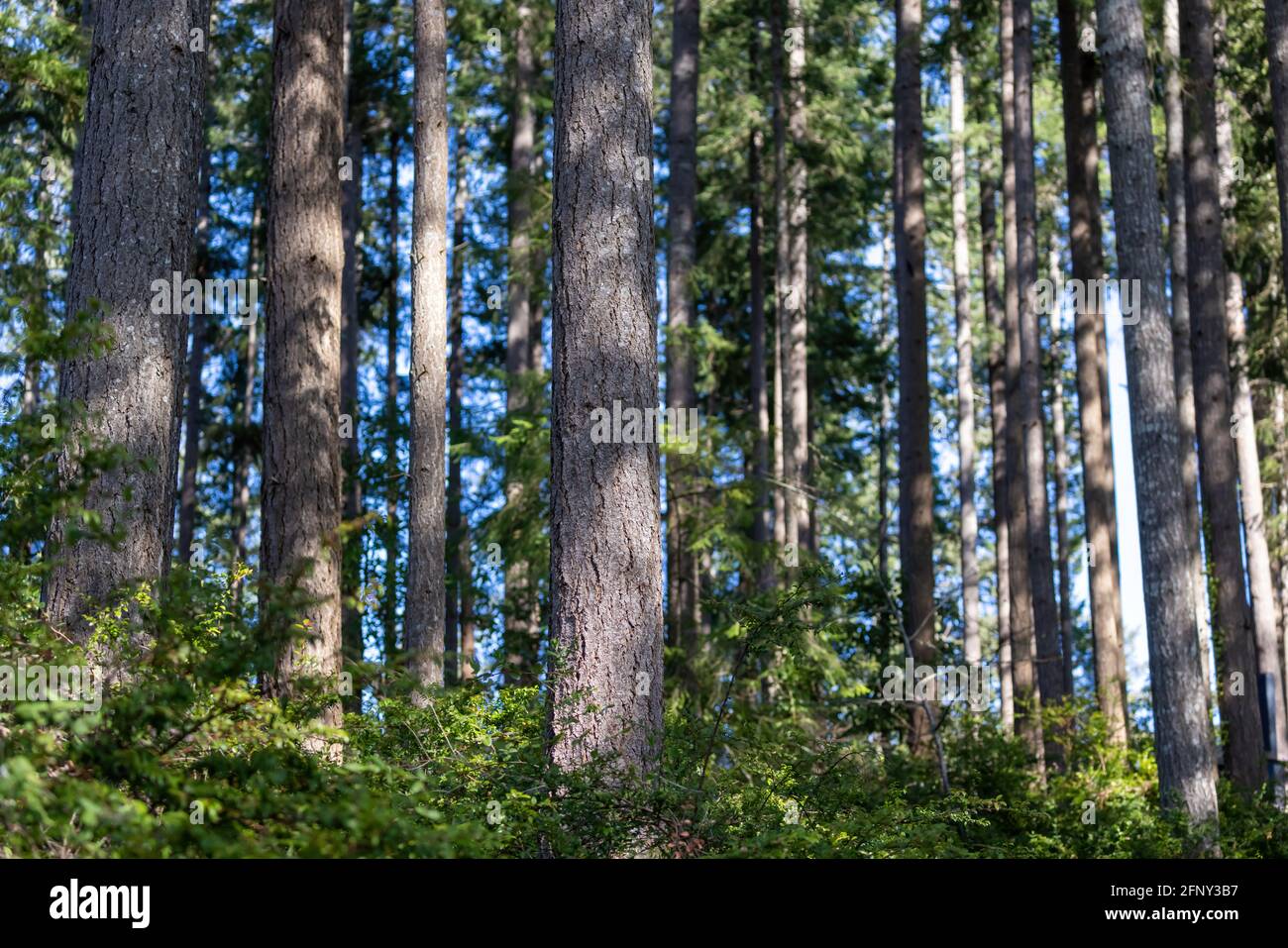many tree trunks sticking straight up in dense forest Stock Photo - Alamy