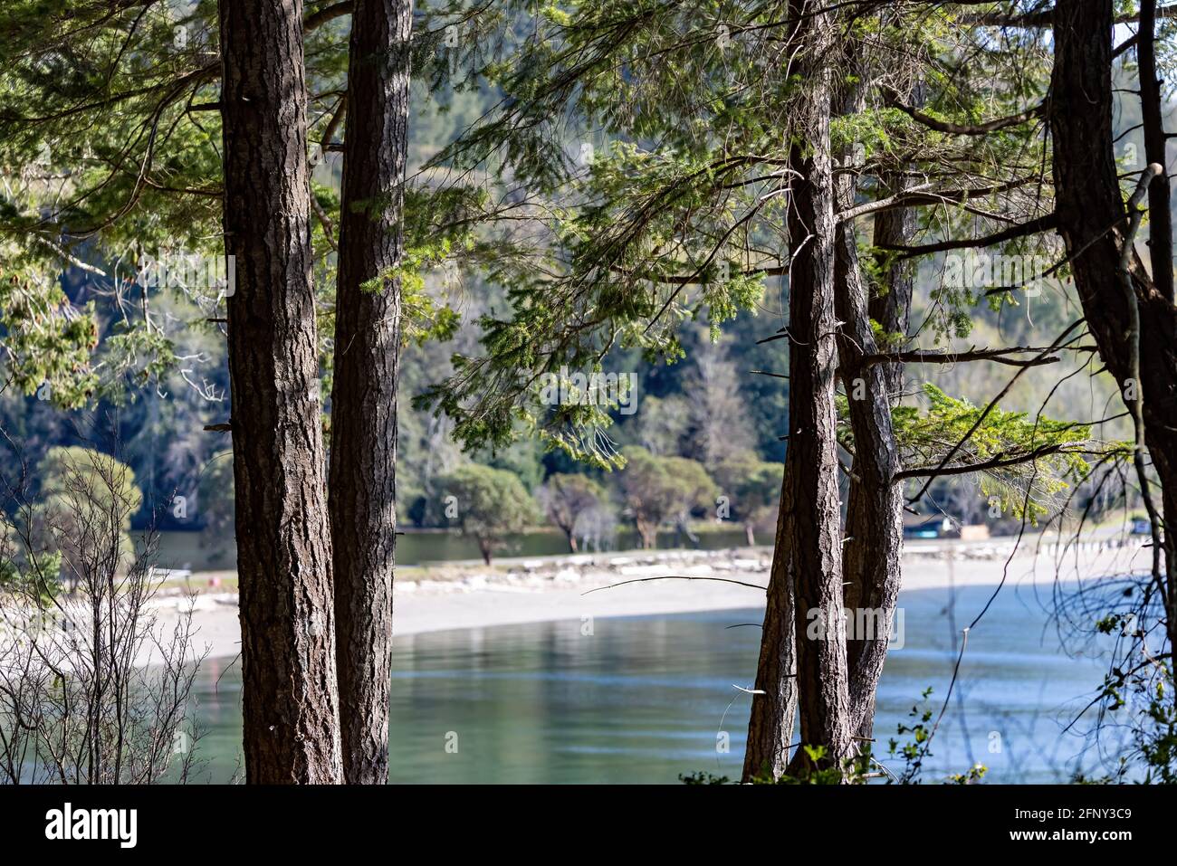 cedars on forest cliff overlooking a beach Stock Photo - Alamy