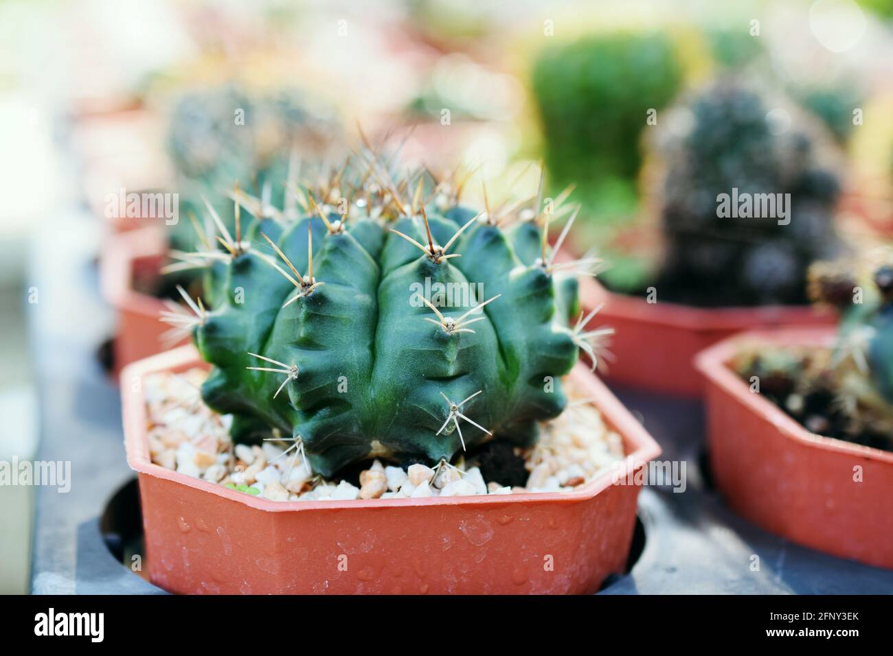 Green Cactus Succulent Small Plant Home Garden Stock Photo - Alamy