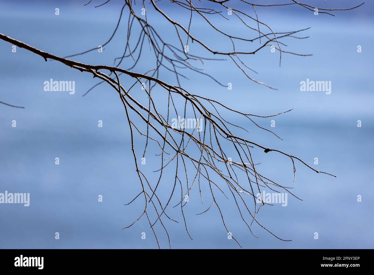 Tree branch with large body of water Stock Photo - Alamy