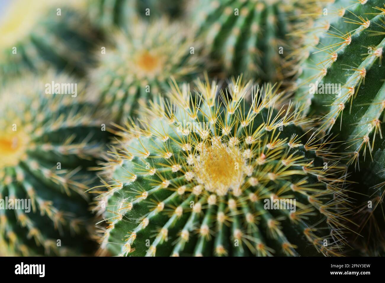 Green Cactus Succulent Small Plant Home Garden Stock Photo - Alamy