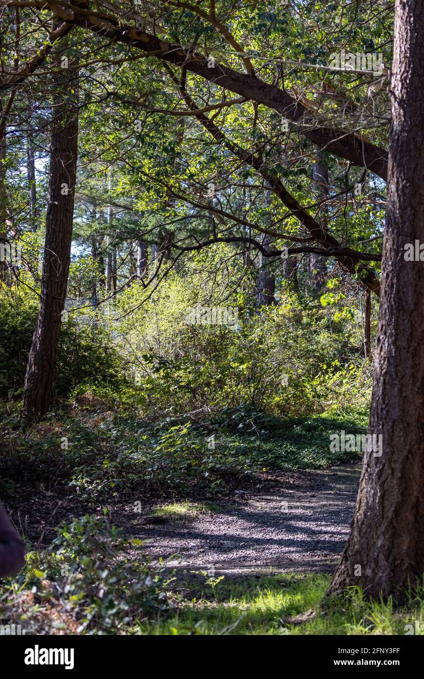 Trees with thick underbrush on a hiking trail Stock Photo - Alamy