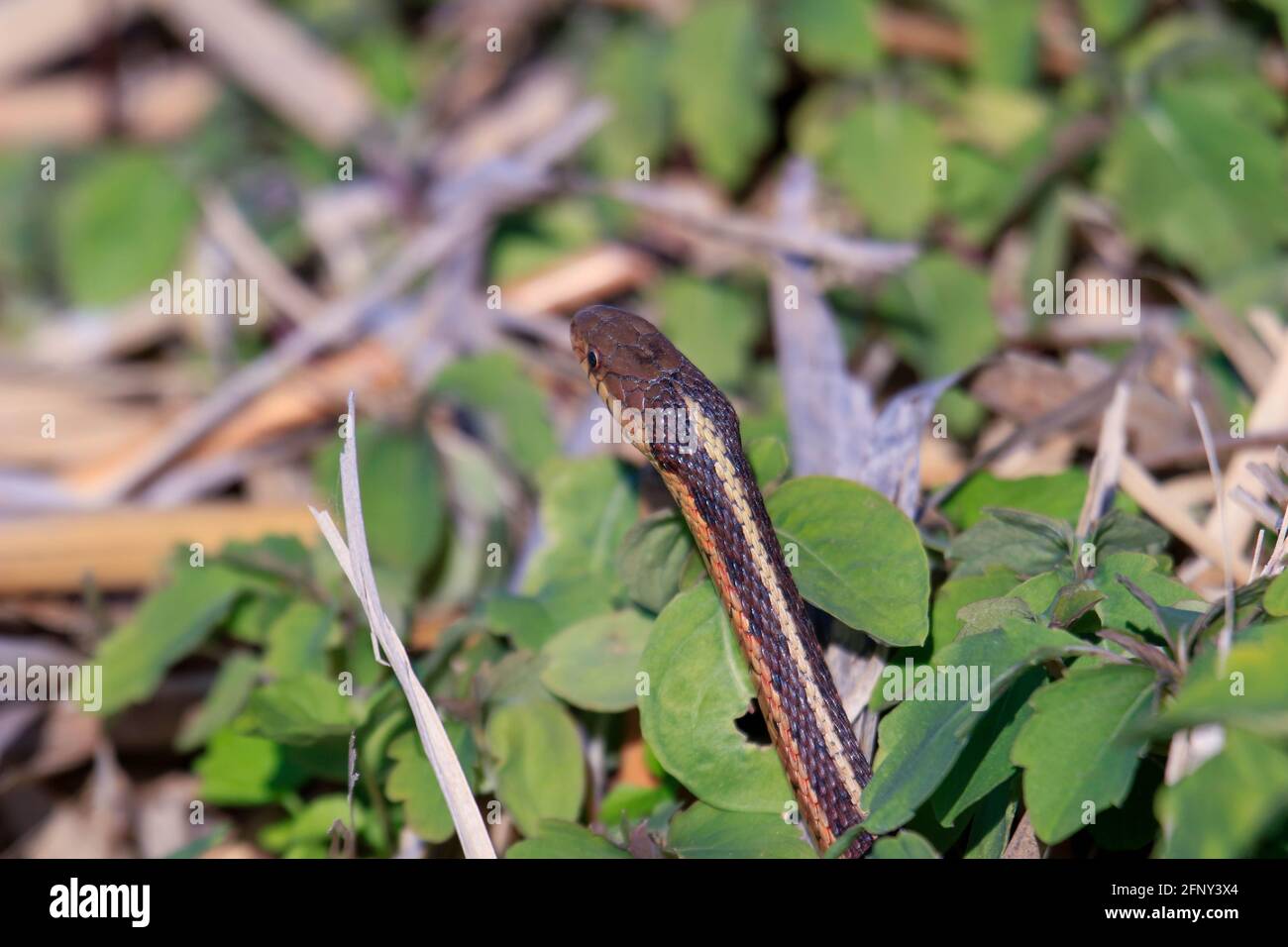 Ontario snakes hi-res stock photography and images - Alamy