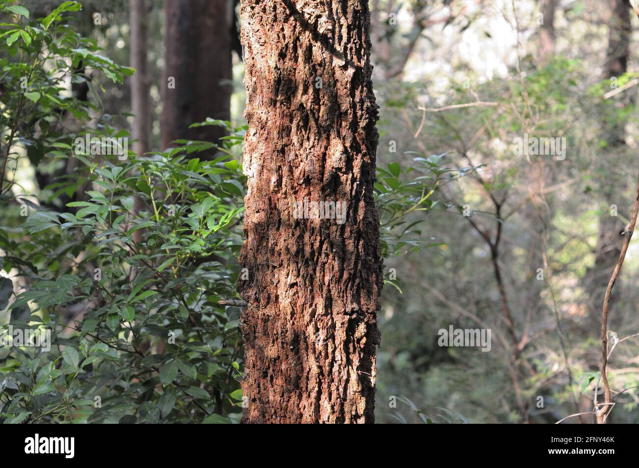 Sheoak forest hi-res stock photography and images - Alamy