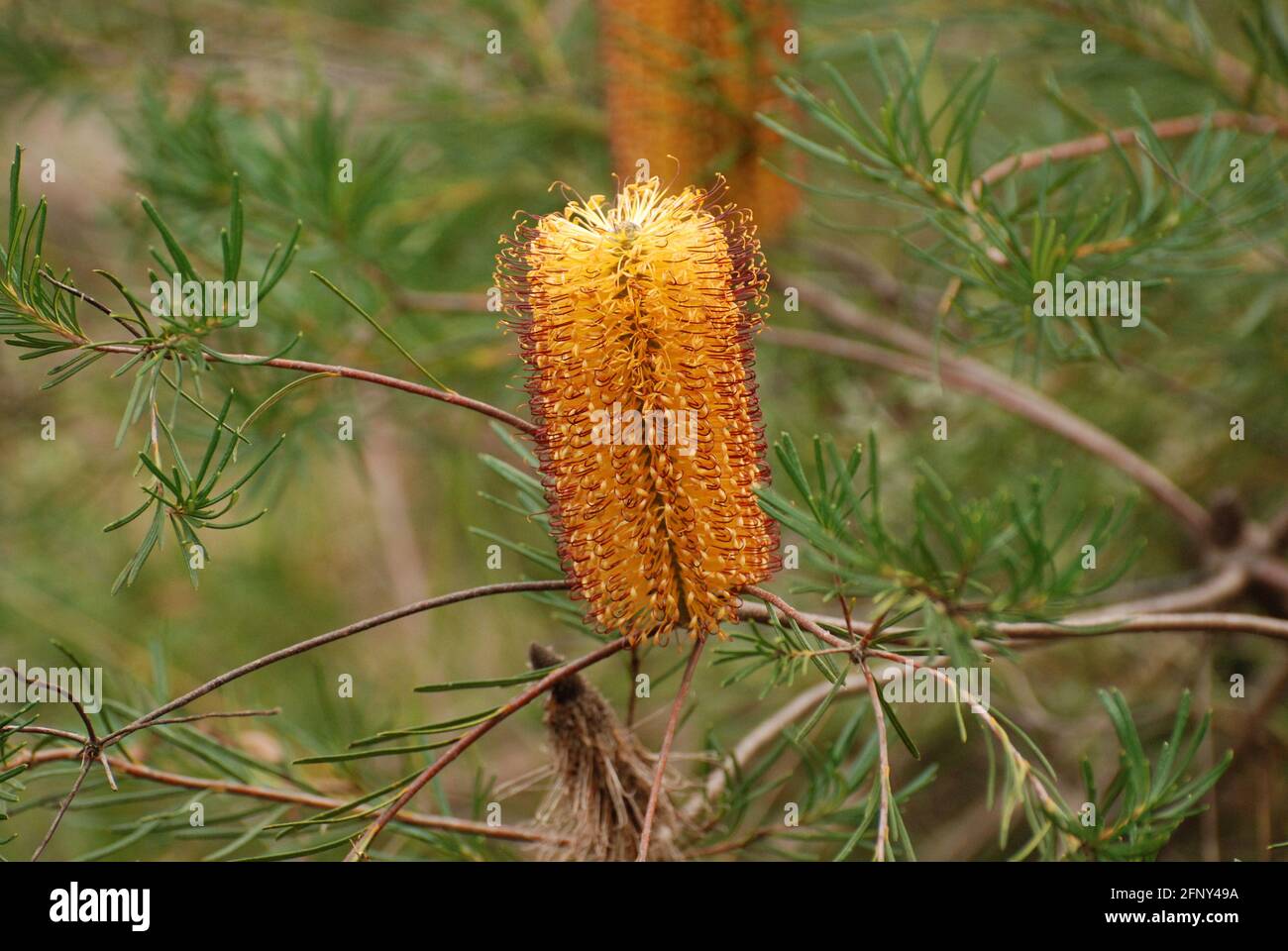Flower spike of Banksia spinulosa (Hairpin Banksia) in NSW, Australia ...