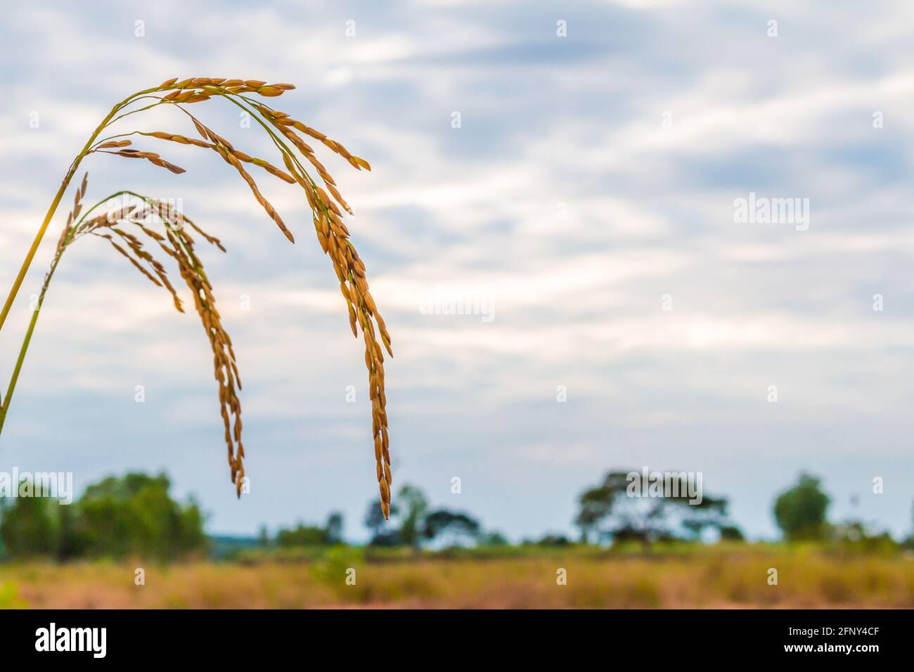 gold rice plant in rice field background Stock Photo - Alamy