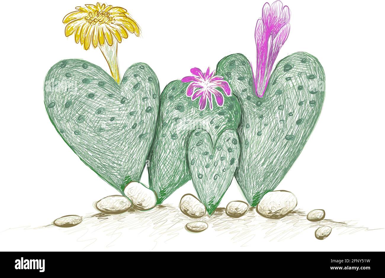 Conophytum plant Stock Vector Images - Alamy