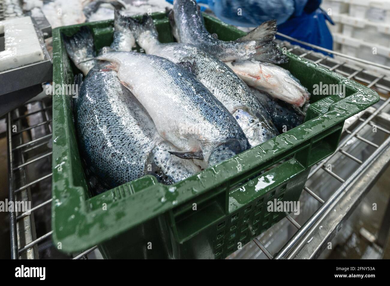 Chilled trout carcasses fish is in box Stock Photo - Alamy
