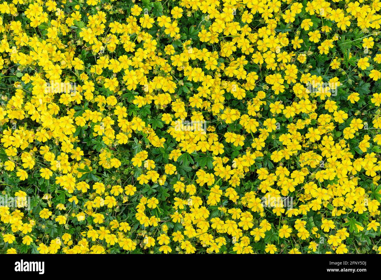 Many small yellow meadow flowers with green leaves background. Full ...