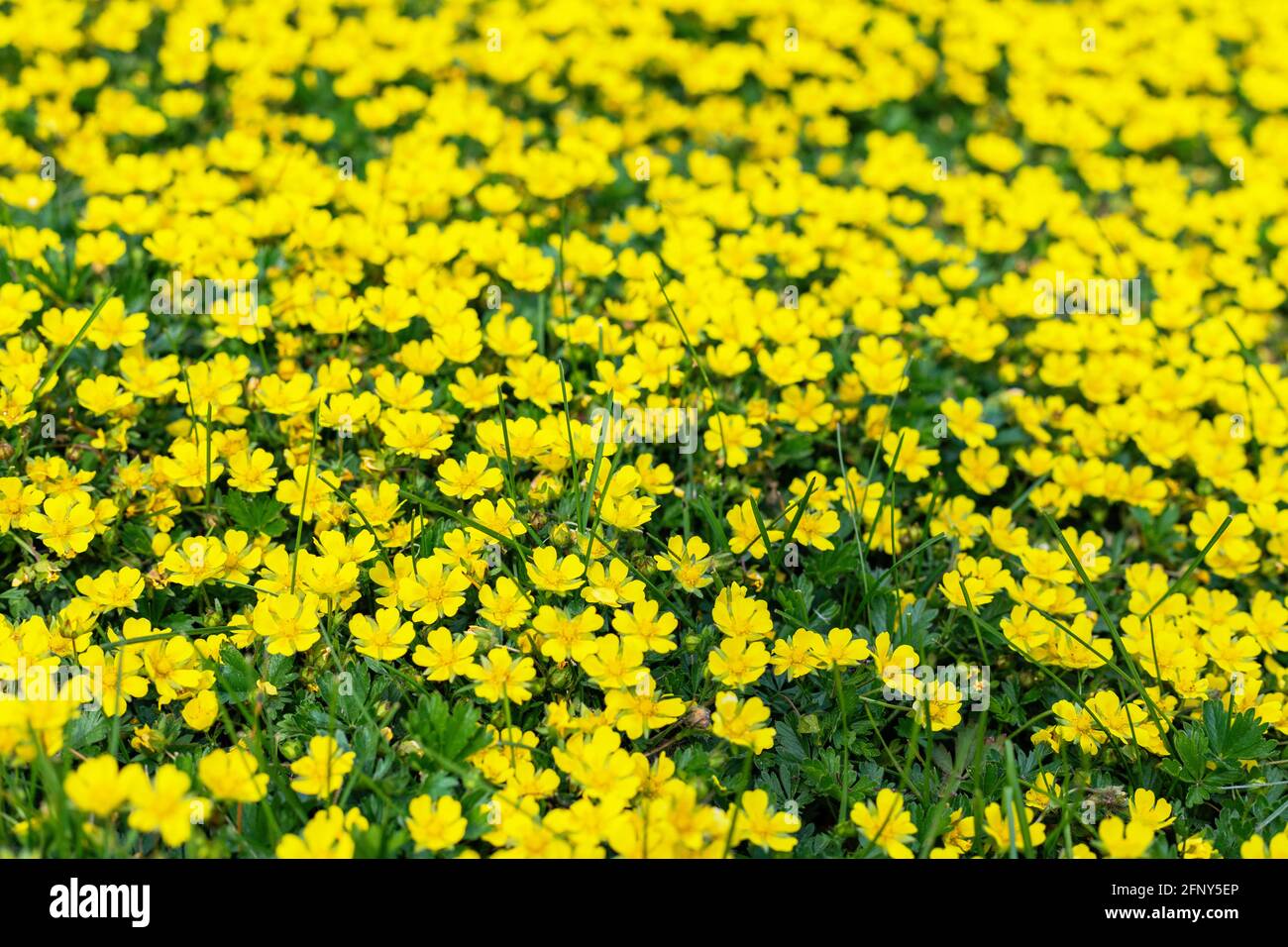 Many small yellow meadow flowers with green leaves background. Full ...