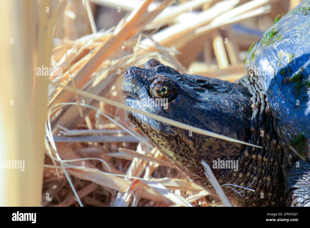 Closeup of Female Snapping Turtle (Chelydras serpentina) - Ontario ...