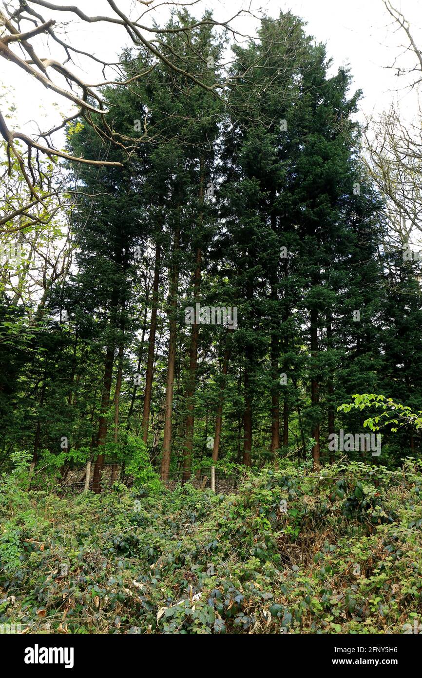 A woodland landscape scene with Fir trees standing tall in Ashenbank ...