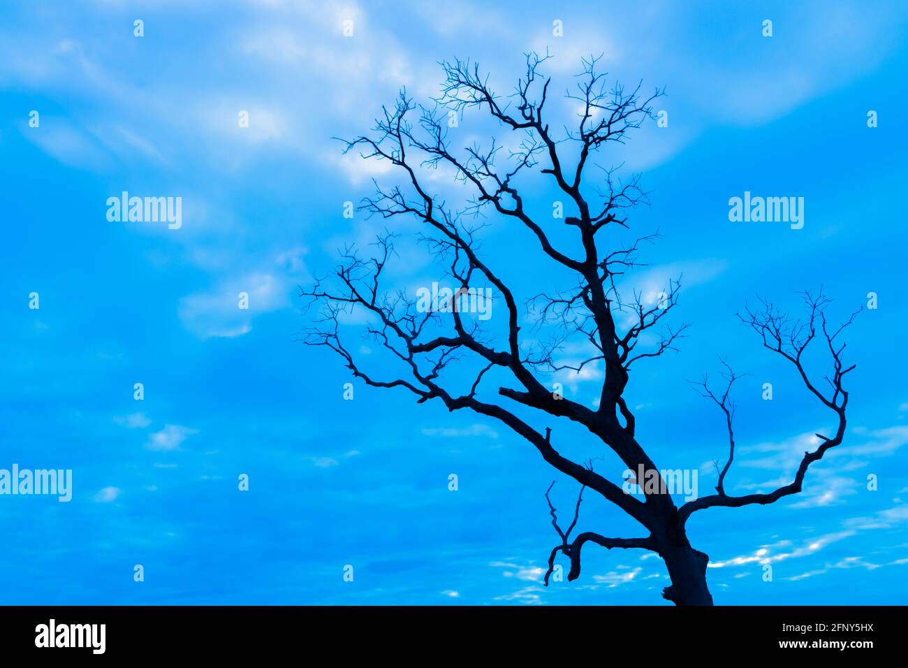 Vintage Tree Silhouette