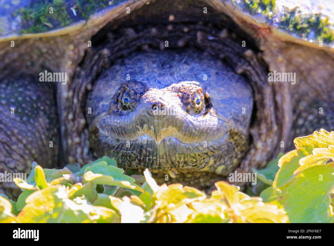 Snapping turtle ontario hi-res stock photography and images - Alamy