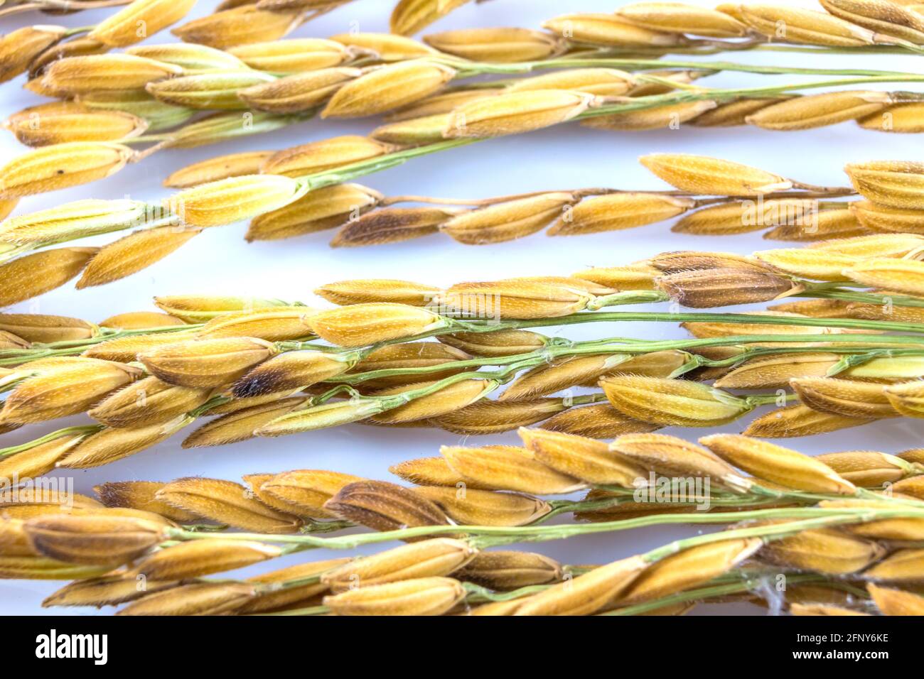 Close up paddy hi-res stock photography and images - Alamy