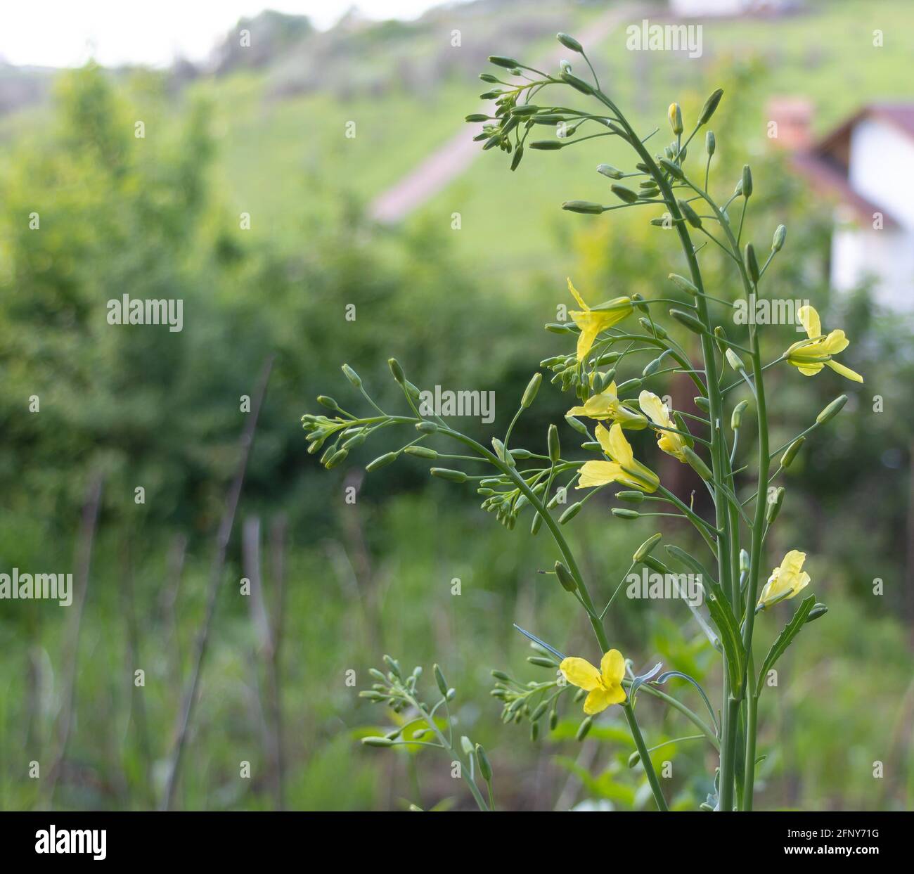 Cabbage cultivate hi-res stock photography and images - Alamy