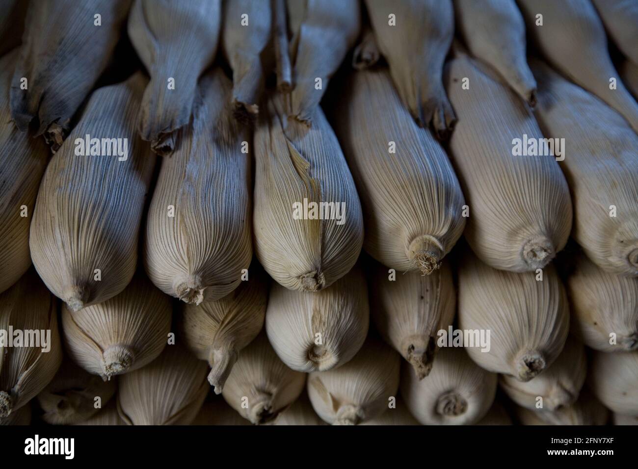 Dried corn stacked in a Mayan home in the community of San Miguel ...