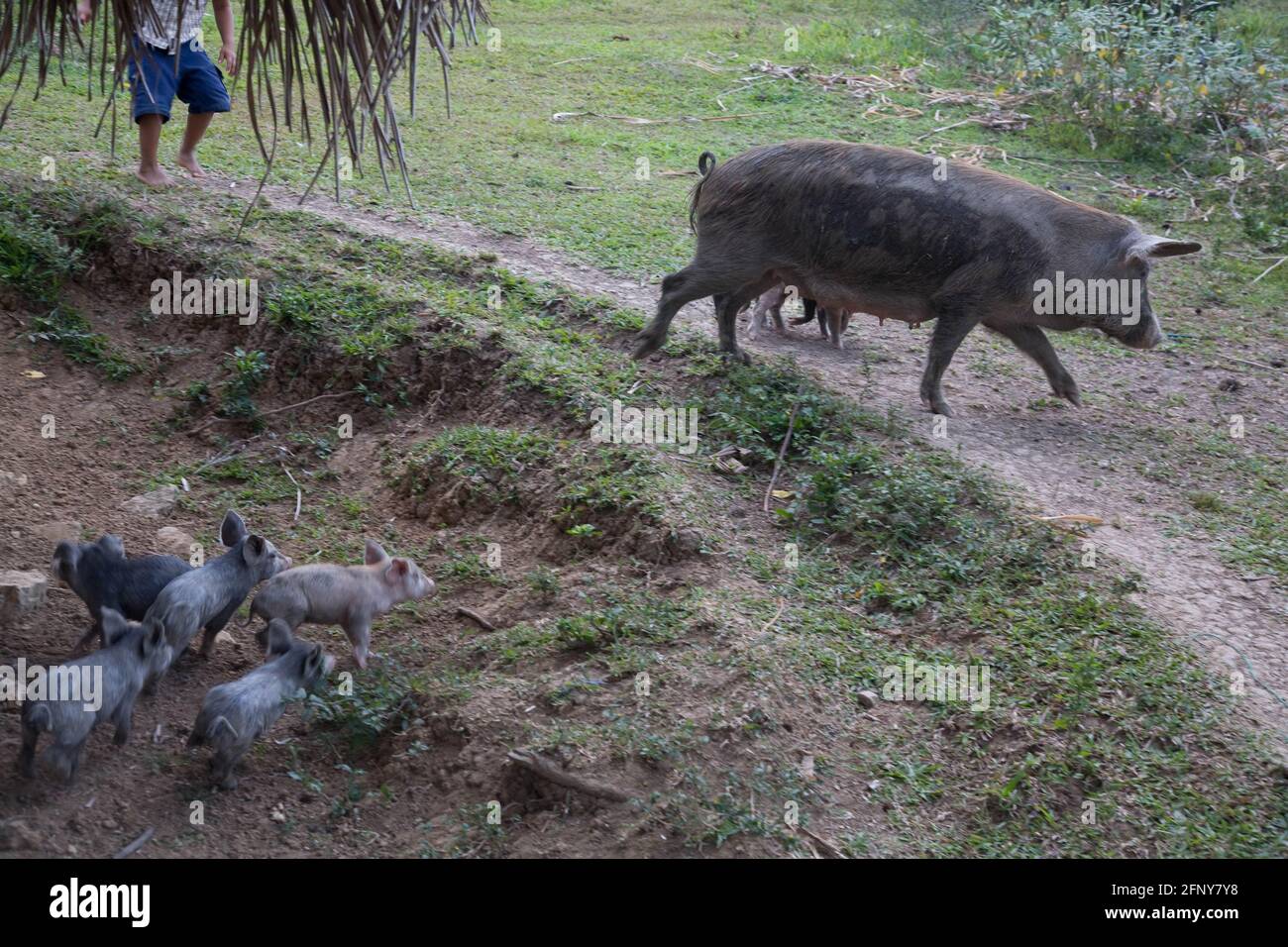 The Mayan community of San Miguel, Toledo, Belize Stock Photo - Alamy