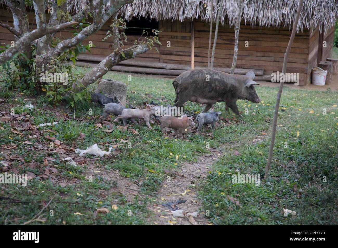 The Mayan community of San Miguel, Toledo, Belize Stock Photo - Alamy