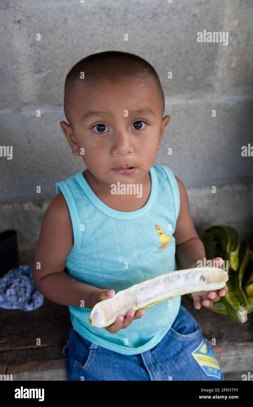 Mayan boy eats a brebre pod in front of his house in the Mayan ...