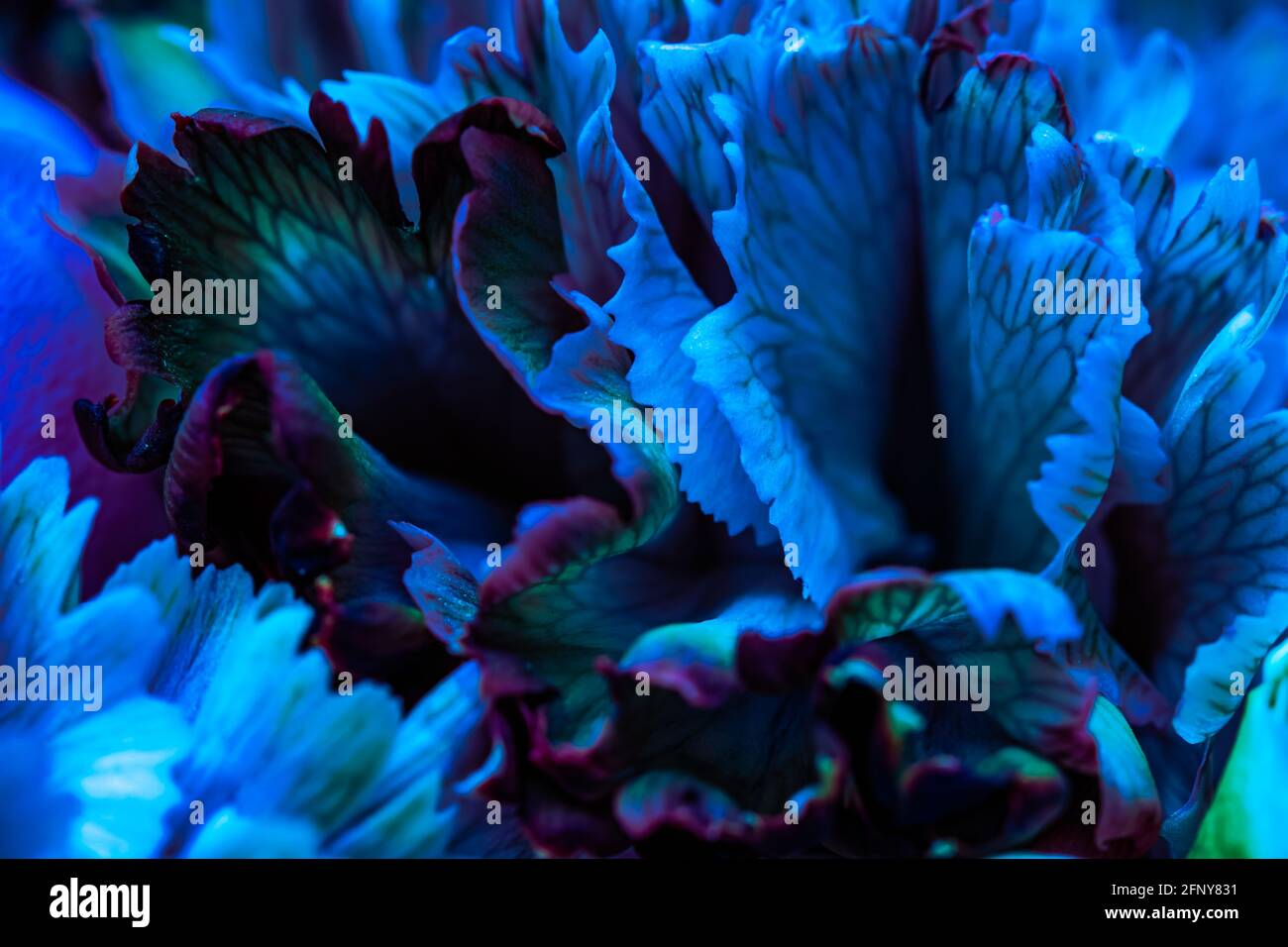 Abstract floral background, blue carnation flower petals. Macro flowers ...