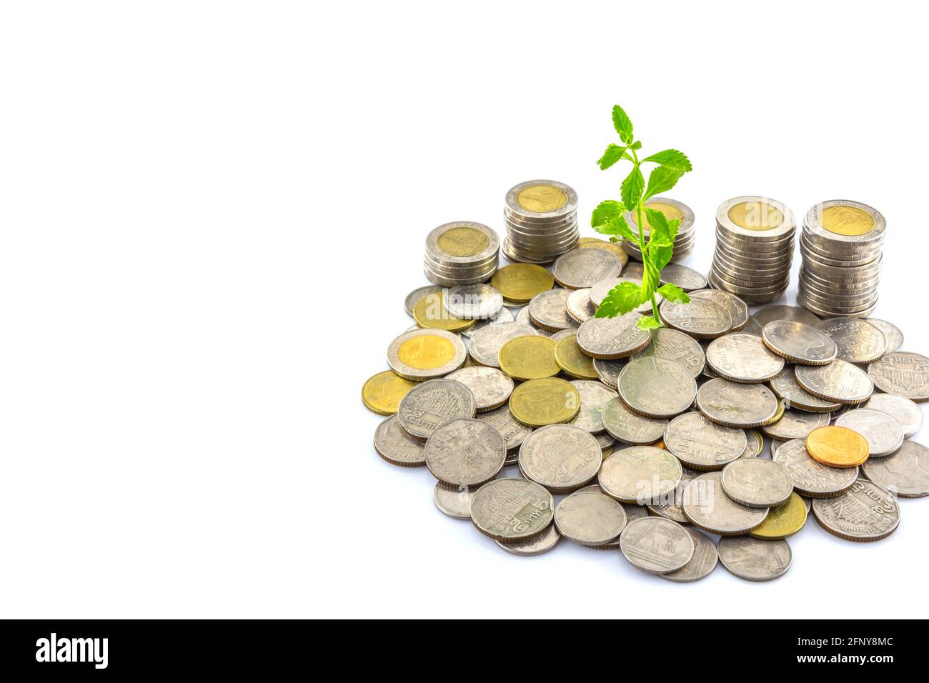 Fresh green tree growing on coins , Money Stock Photo - Alamy