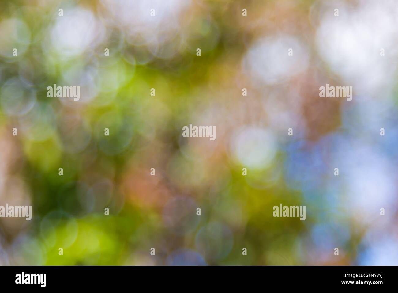 Abstract Bokeh of tree color background Stock Photo - Alamy