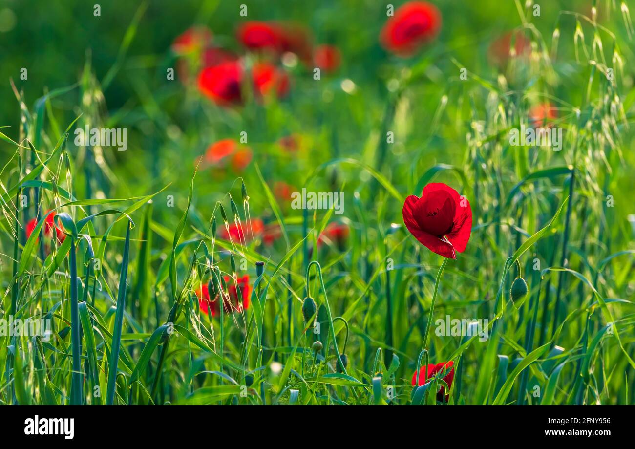 Poppy field at sunset. Poppy close-up Stock Photo - Alamy