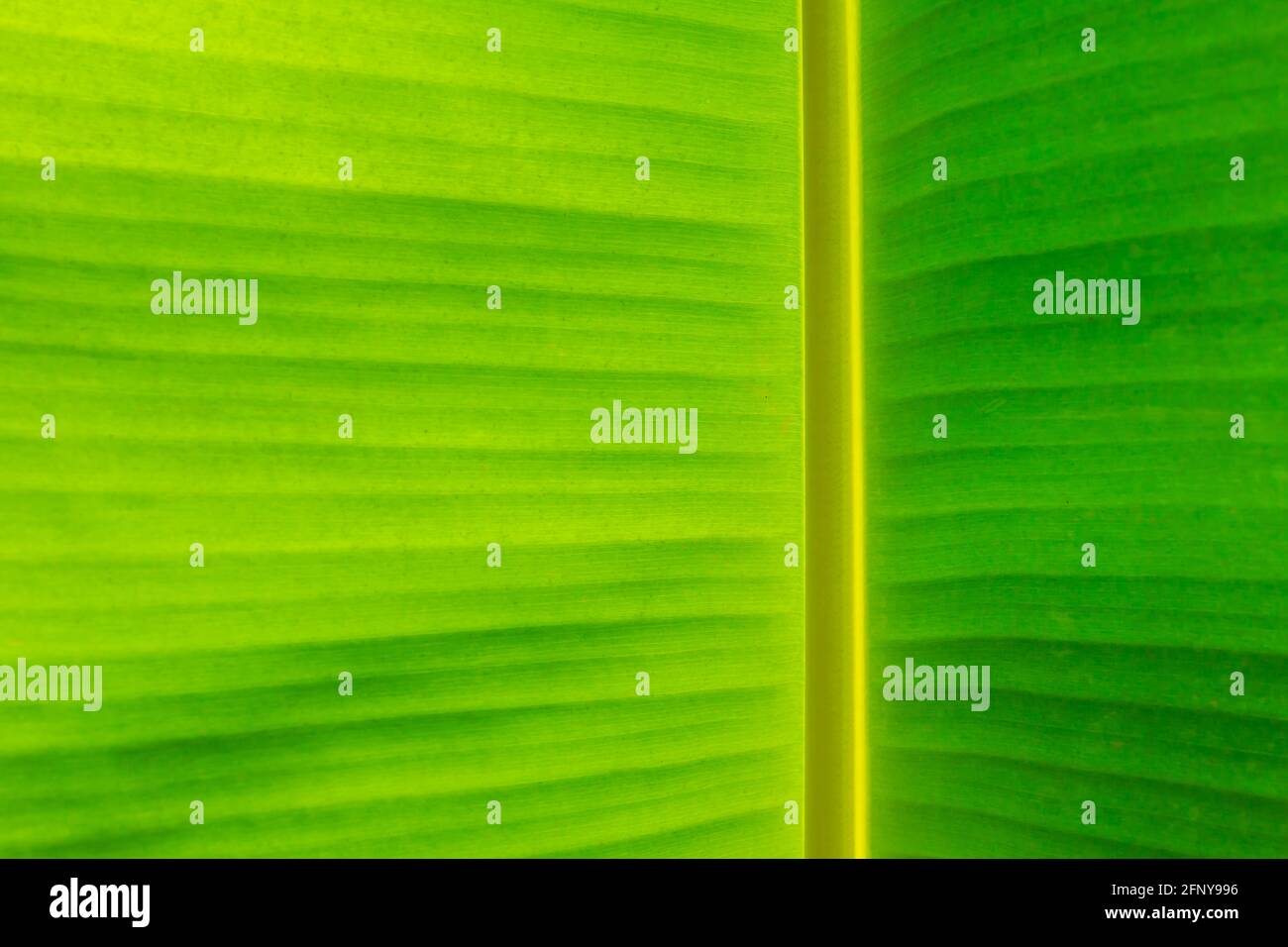 green banana leaf background Stock Photo - Alamy