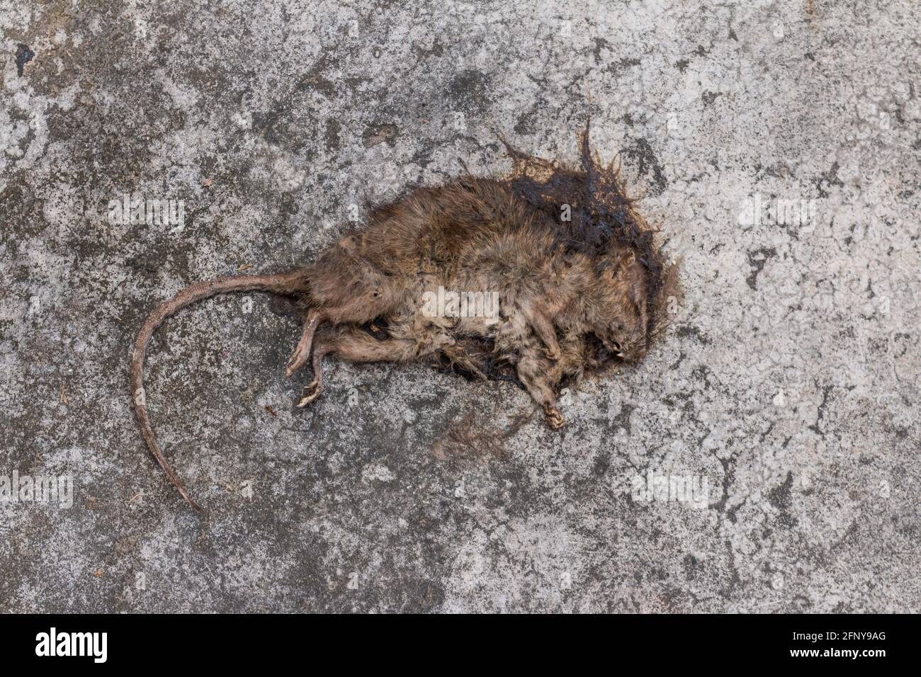 Old Dead mouse/Rat die/Dead rat on concrete floor Stock Photo - Alamy