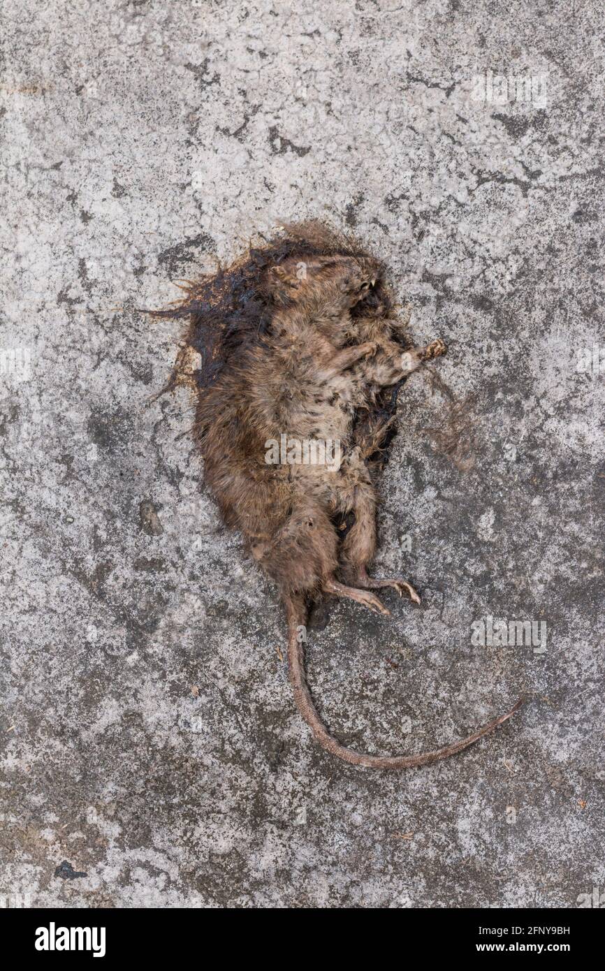 Old Dead mouse/Rat die/Dead rat on concrete floor Stock Photo - Alamy