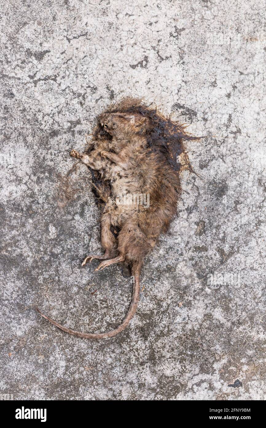 Old Dead mouse/Rat die/Dead rat on concrete floor Stock Photo - Alamy