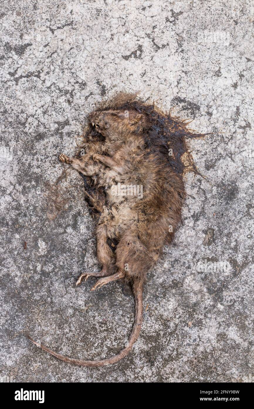 Dead mouse concrete floor hi-res stock photography and images - Alamy
