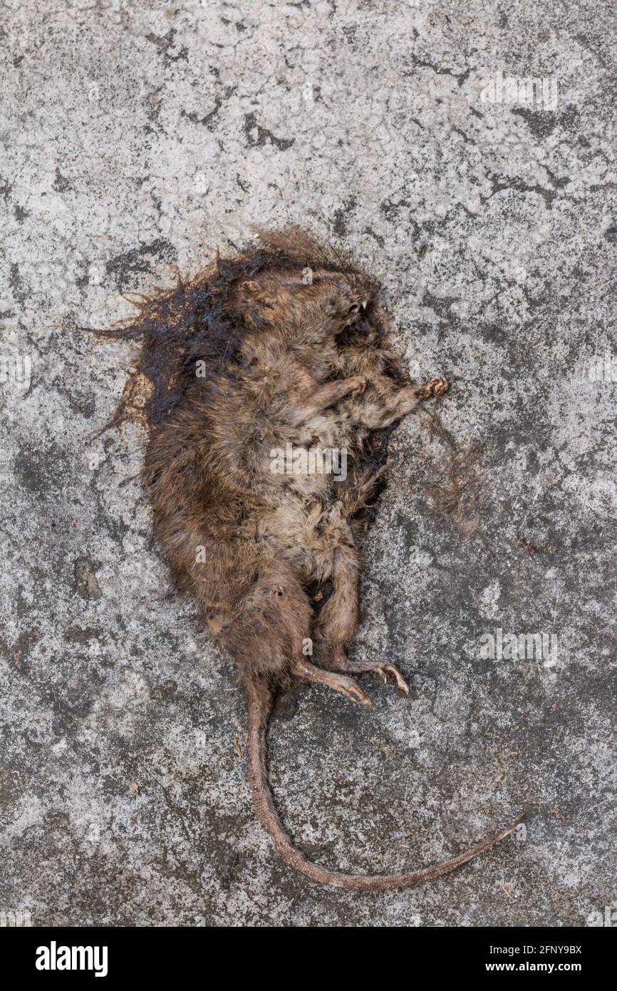 Dead mouse concrete floor hi-res stock photography and images - Alamy