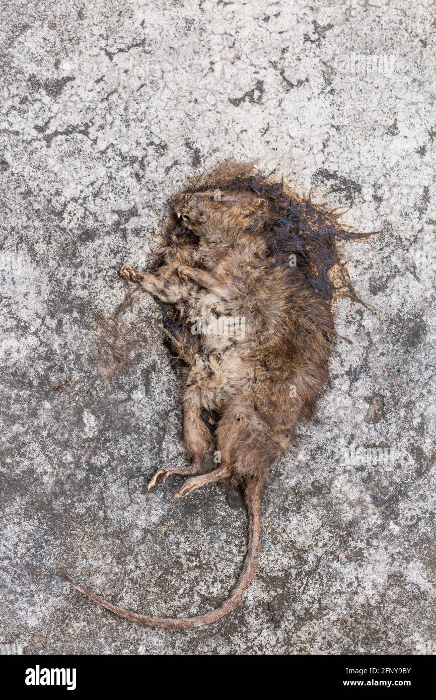 Dead mouse concrete floor hi-res stock photography and images - Alamy