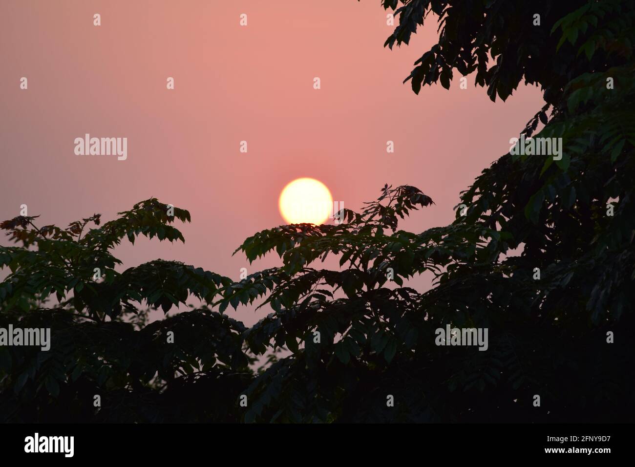Sun hiding behind the trees, Chandigarh Stock Photo - Alamy